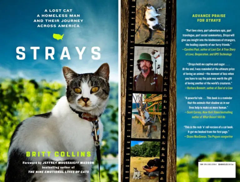 STRAYS: A Lost Cat, a Homeless Man, and Their Journey Across America ...