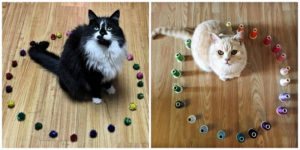 Trick Your Cat with a Circle – The Purrington Post