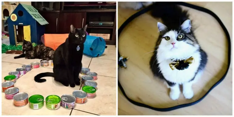 Trick Your Cat with a Circle – The Purrington Post