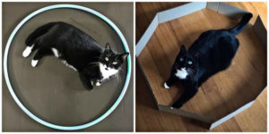 Trick Your Cat with a Circle – The Purrington Post