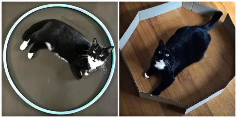 Trick Your Cat with a Circle – The Purrington Post