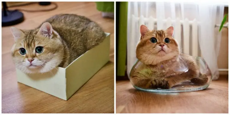 A Handsome Heartthrob Named Hosico – The Purrington Post