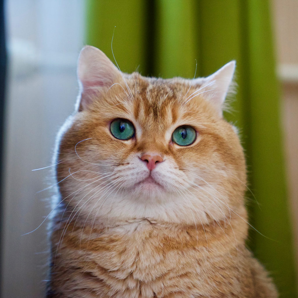 Four Fabulous Real Life Catios – The Purrington Post