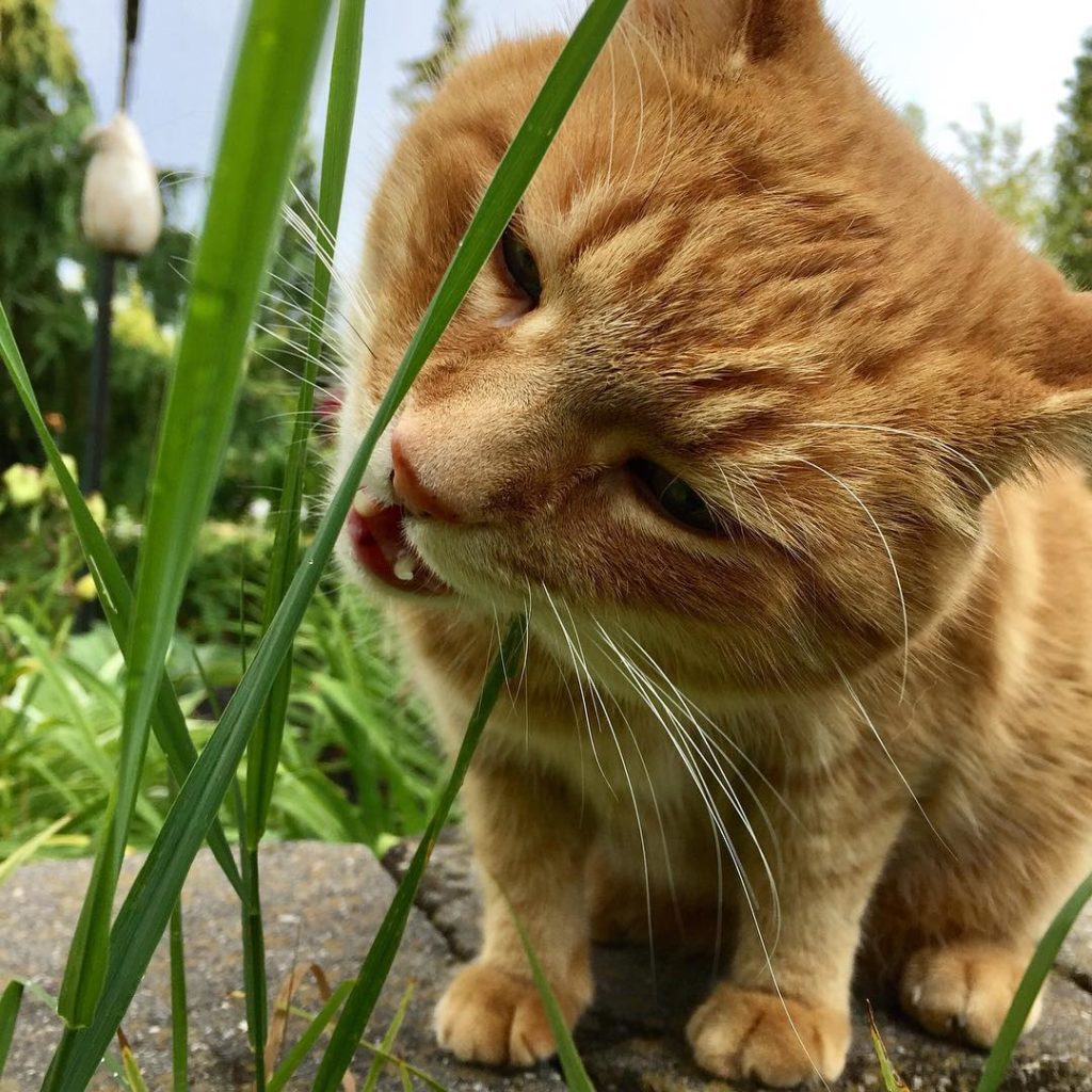 Cat Trilling: What Is It And What Does It Mean? – The Purrington Post