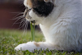 Why Do Cats Eat Grass? – The Purrington Post