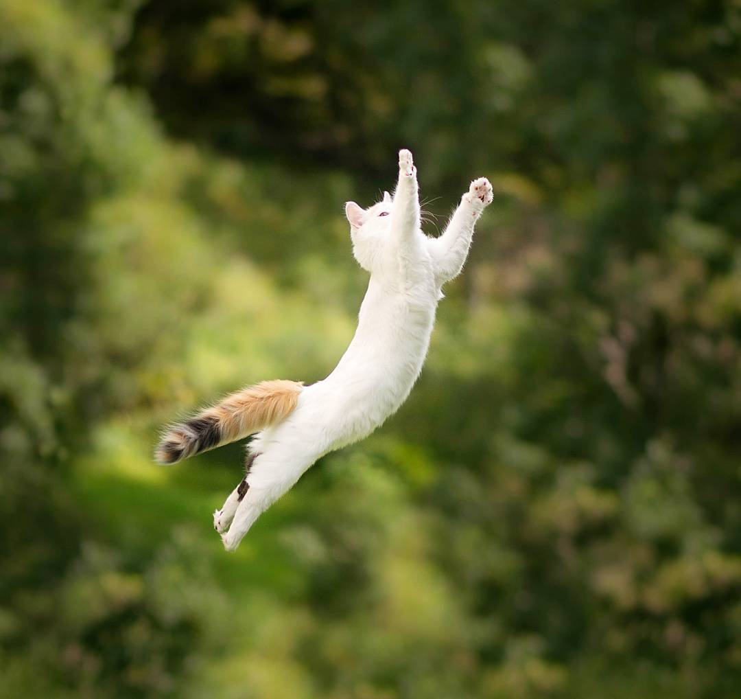 The Fabulous Flying Felinis - The Purrington Post