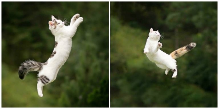 The Fabulous Flying Felinis – The Purrington Post