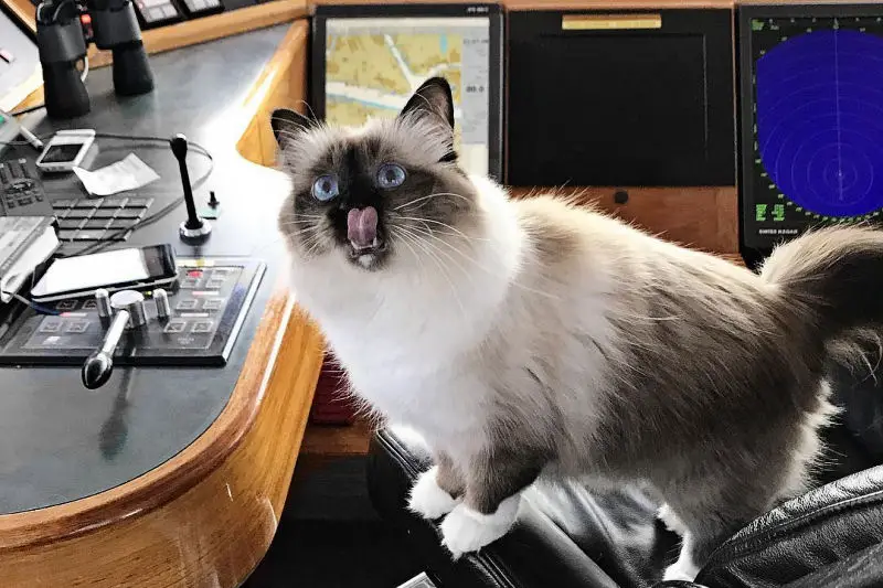 A Ship’s Captain and Crew with Real Catitude - The Purrington Post