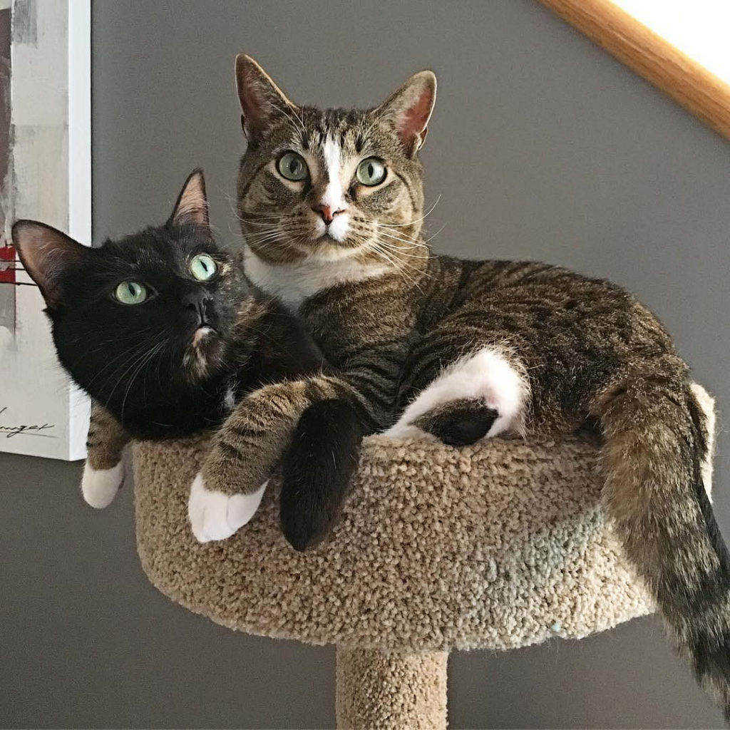 A Tribute to Tuxies and their ‘Tuxitude’ – The Purrington Post