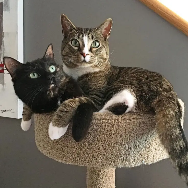 5 Reasons Why So Many Cat Owners Are Investing in Catios - The ...