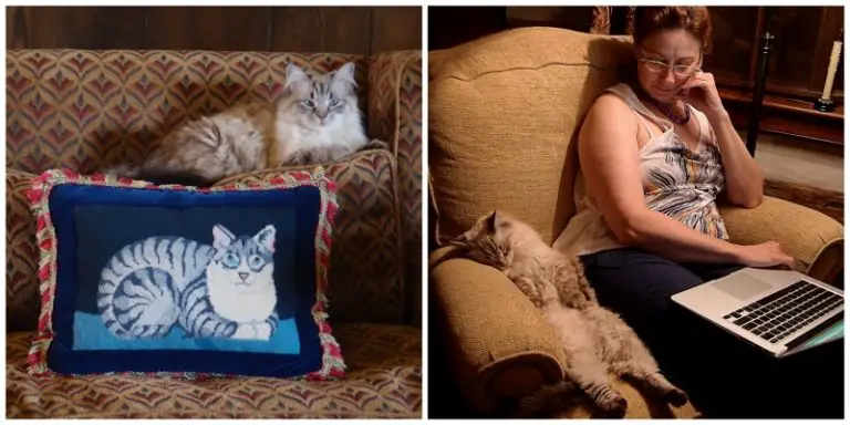 Caticons – 4,000 Years of Feline Fascination – The Purrington Post