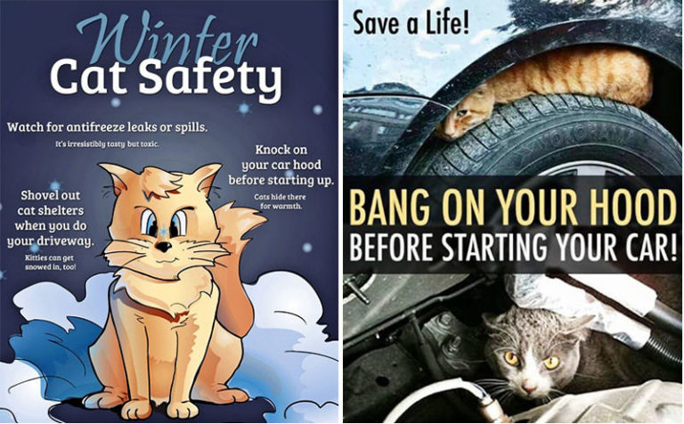 Cat Safety Tips for the Holidays – The Purrington Post