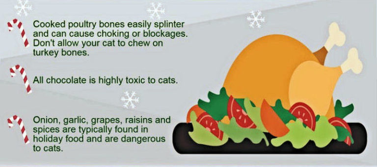 Cat Safety Tips for the Holidays – The Purrington Post