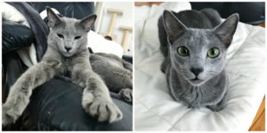 The Russian Blue – Radiant and Regal – The Purrington Post