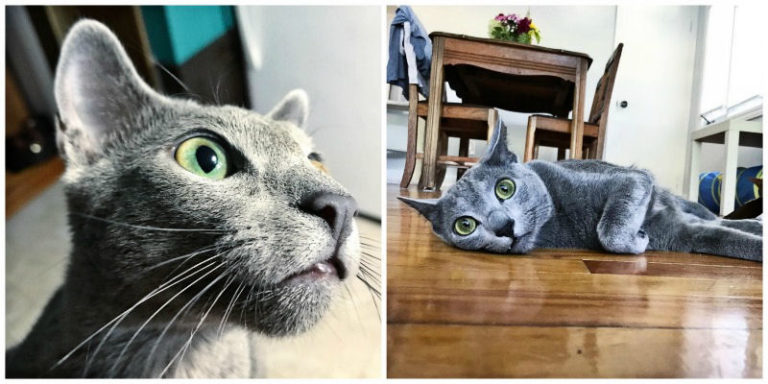 The Russian Blue – Radiant and Regal – The Purrington Post