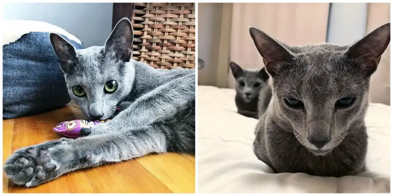 banner9 – The Purrington Post