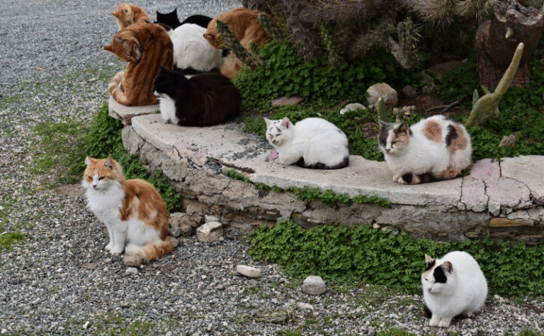 The Online Cat Conference 2018 – The Purrington Post