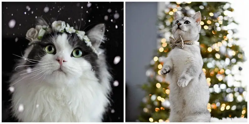 collage11 – The Purrington Post