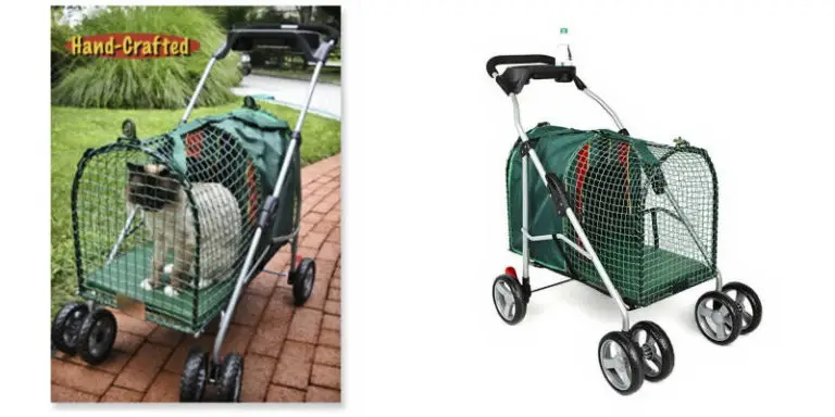 Take Your Cat for a Stroll – The Purrington Post