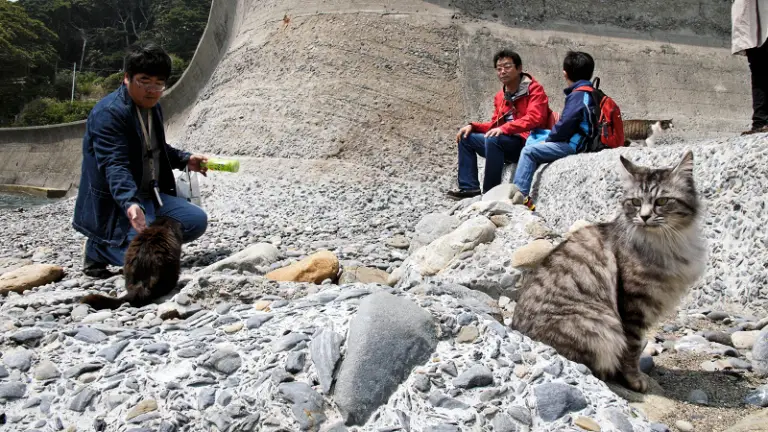 Cat Nation: A Documentary Exploring Japan’s Cat-Centric Culture – The ...
