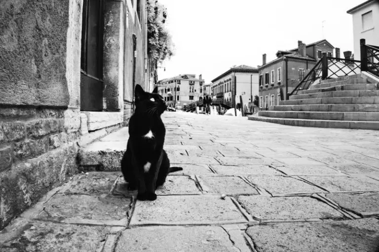 Cats in Venice – The Purrington Post