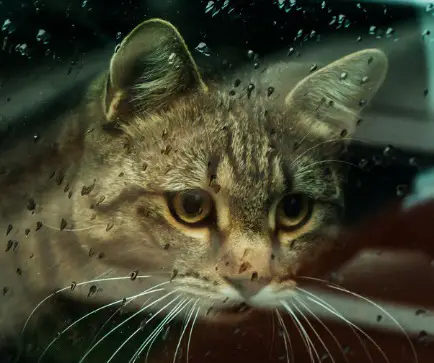 Natural Disaster Preparedness for Your Cat(s) - The Purrington Post