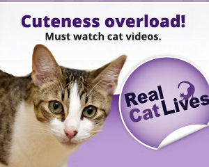 Introducing Real Cat Lives, Meow Moments - The Purrington Post