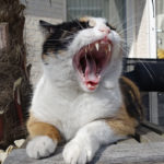 11 Cat Sounds and What They Mean – The Purrington Post