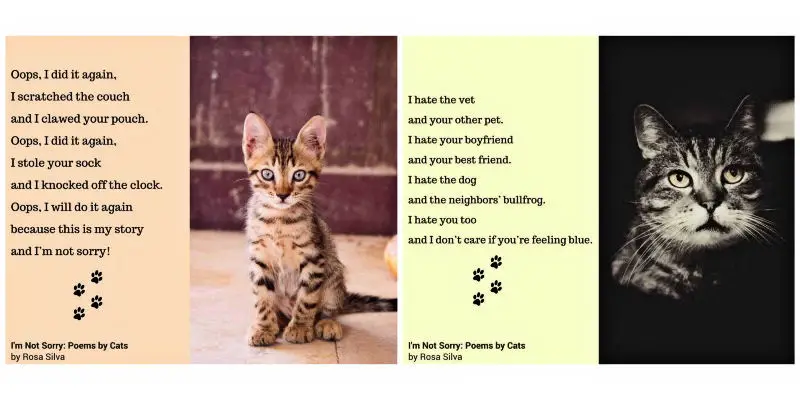 banner3 – The Purrington Post