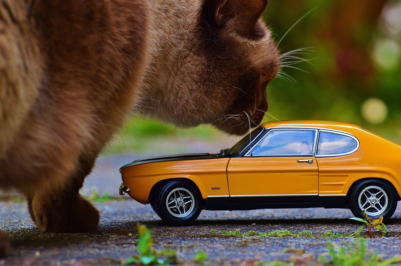 What Cats Want in Cars - The Purrington Post