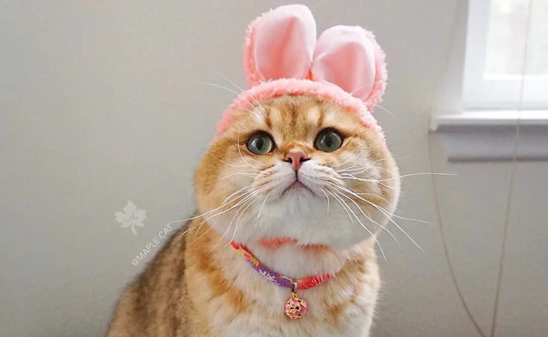 Easter Gift Guide for Cat Lovers - The Purrington Post