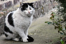 8 Cat Neutering Myths Debunked – The Purrington Post