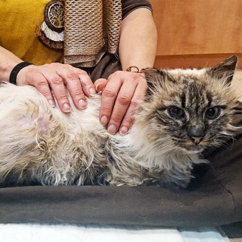 Reiki and Cats - The Purrington Post