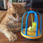 Cat Trilling: What Is It And What Does It Mean? – The Purrington Post