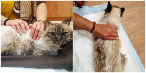 Reiki and Cats – The Purrington Post