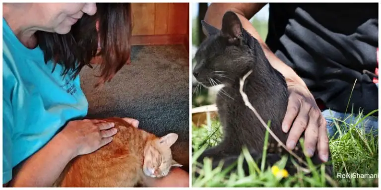 Reiki and Cats – The Purrington Post