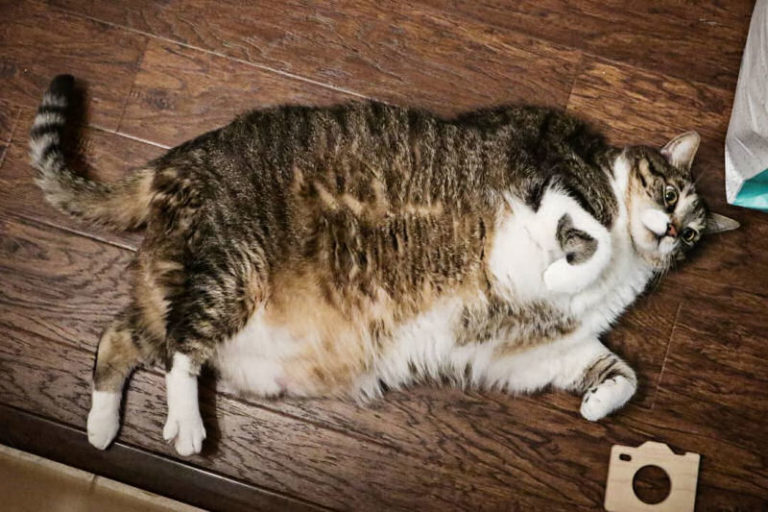 Think Your Cat Might be Overweight? – The Purrington Post