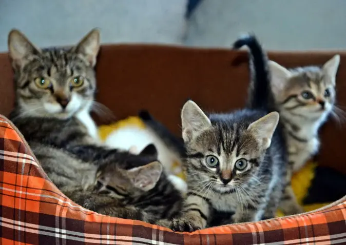 15 Clever Gift Ideas to Welcome Home a Newly Adopted Cat - The ...