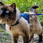 Kedi: A Documentary about 7 Street Cats – The Purrington Post