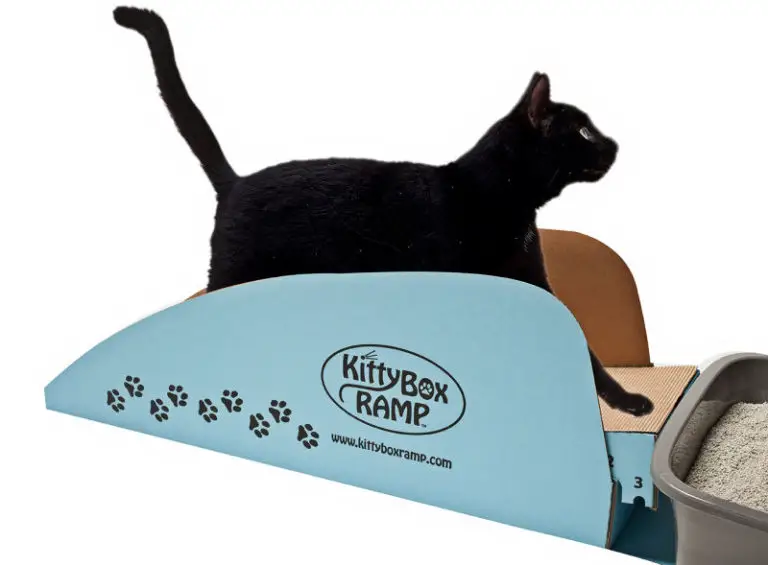 The Kitty Box Ramp