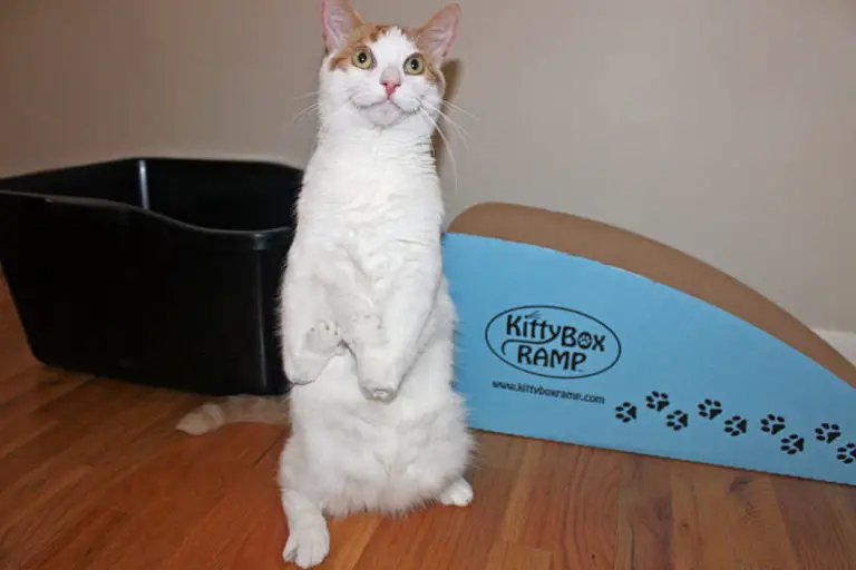The Kitty Box Ramp – The Purrington Post
