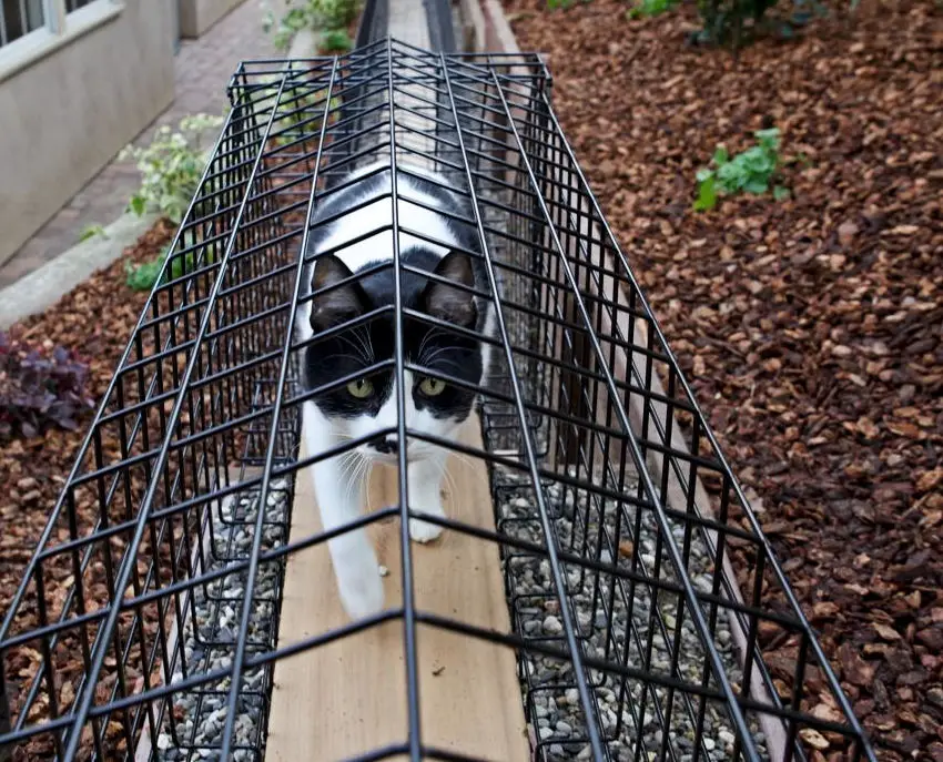 Four Fabulous Real Life Catios - The Purrington Post