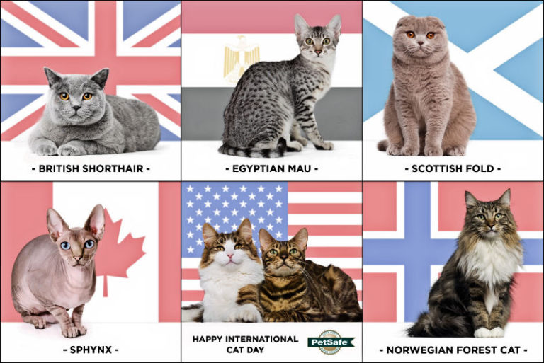 Celebrate International Cat Day