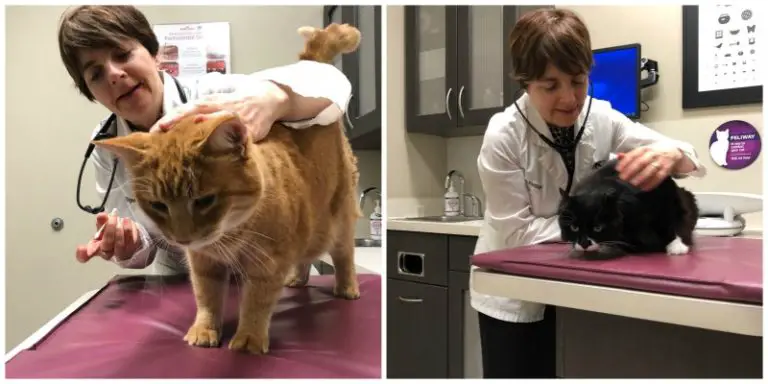 Take Your Cat to the Vet Day – The Purrington Post