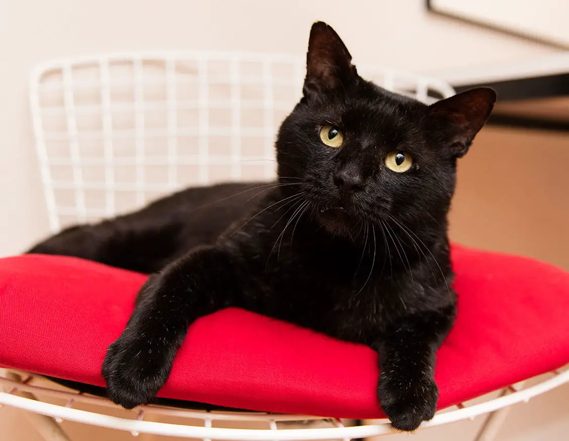 Danger is her Name – Photographing Cats is her Game - The Purrington Post