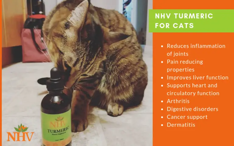 Turmeric for Cats – The Purrington Post
