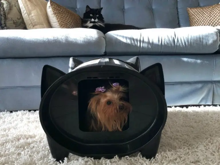 KatKabin – the Outdoor Cat House and Shelter – The Purrington Post