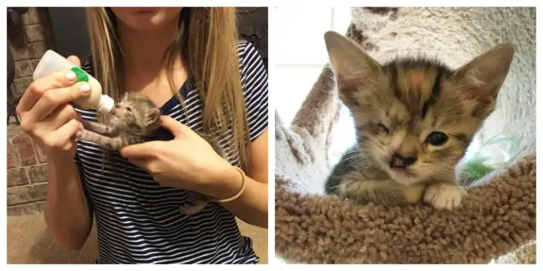 Meet Peanut – A Snaggletooth One-Eyed Cutie That’ll Melt Your Heart ...