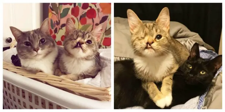Meet Peanut – A Snaggletooth One-Eyed Cutie That’ll Melt Your Heart ...
