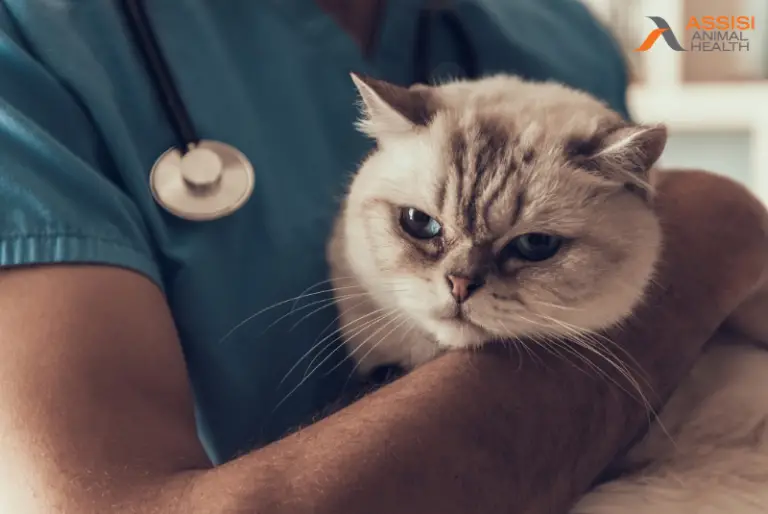 Natural Disaster Preparedness for Your Cat(s) – The Purrington Post